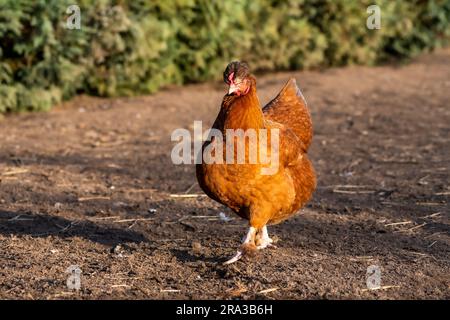 A free range Altsteirer chicken with a typical crest. Nature background ...