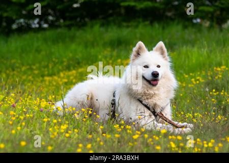 Samoyed dog in green meadow Stock Photo - Alamy