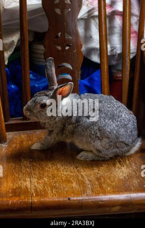 The Giant chinchilla rabbit posing from different angles Stock Photo ...