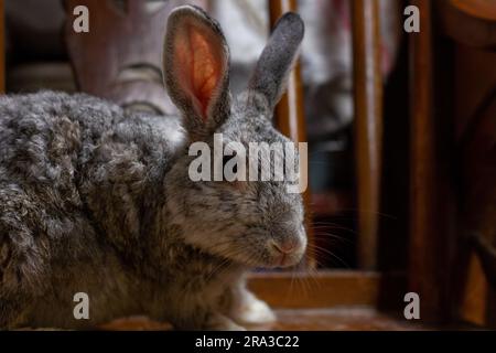 The Giant chinchilla rabbit posing from different angles Stock Photo ...