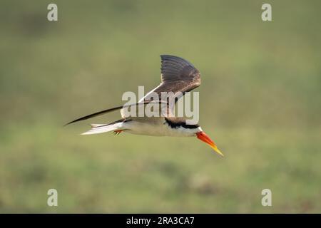 African skimmer flies in sunshine over grass Stock Photo - Alamy