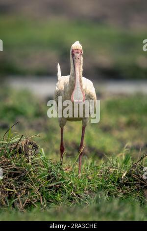African spoonbill stands facing camera in grass Stock Photo - Alamy