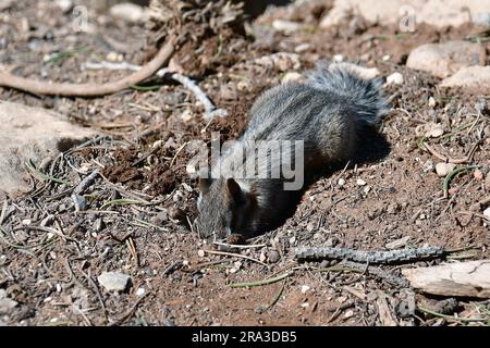 Cliff chipmunk, Neotamias dorsalis, Grand Canyon, Grand Canyon National ...