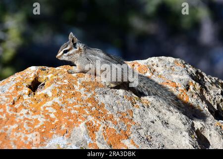 Cliff chipmunk, Neotamias dorsalis, Grand Canyon, Grand Canyon National ...