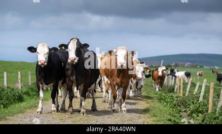 Fleckvieh cattle coming into milk at Bain Farm near Sandwick on ...