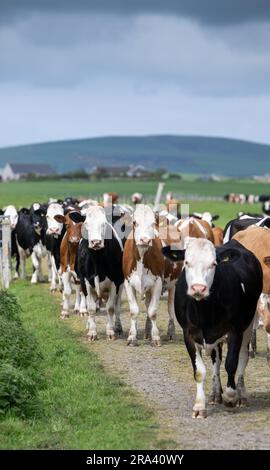 Fleckvieh cattle coming into milk at Bain Farm near Sandwick on ...