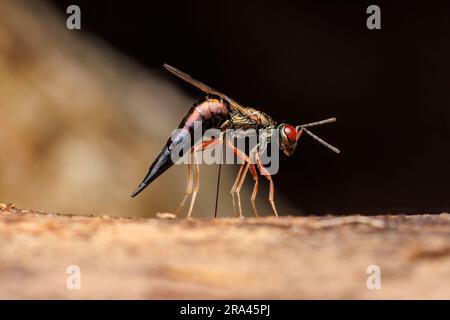 Pteromalid Wasp (Trigonoderinae) - Female Stock Photo - Alamy