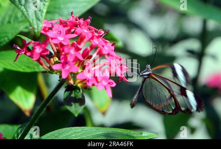 LACEWING BUTTERFLY, BUTTERFLY HOUSE, CUMBERLAND HOUSE NATURAL HISTORY ...