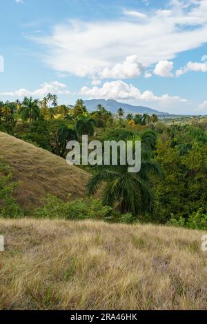 Grassy hills dotted with lush green palm trees, with Mount Isabel de ...