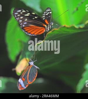 GLASSWING AND TIGER LONGWING BUTTERFLIES, BUTTERFLY HOUSE, CUMBERLAND ...