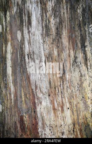 texture of an old tree without bark. charred wood Stock Photo - Alamy