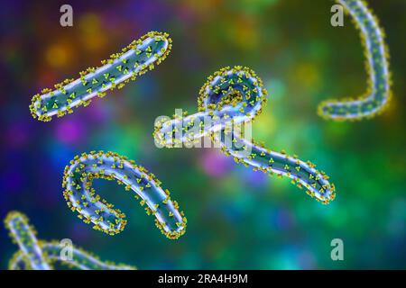 Marburg viruses, illustration Stock Photo - Alamy