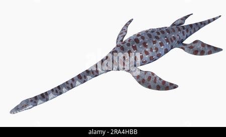 Attenborosaurus plesiosaur, illustration Stock Photo - Alamy