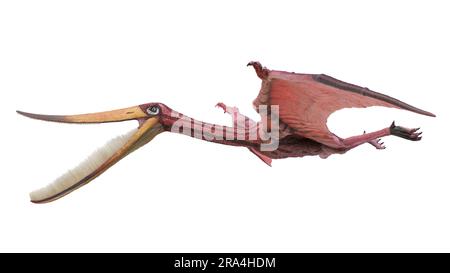Pterodaustro pterosaur, illustration Stock Photo - Alamy