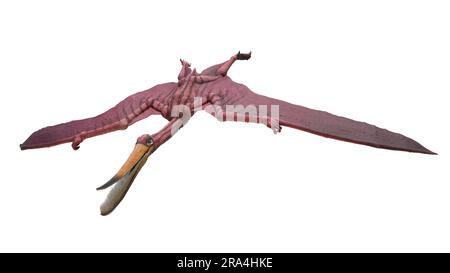 Pterodaustro pterosaur, illustration Stock Photo - Alamy