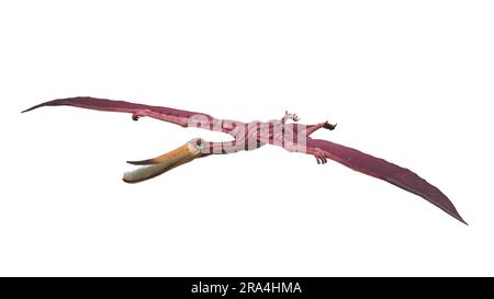 Pterodaustro pterosaur, illustration Stock Photo - Alamy