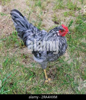 Chicken male have red comb. Blue australorp rooster isolated on white ...