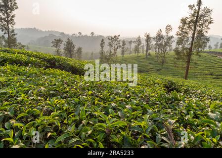 Beautiful tea estate Coorg India Stock Photo - Alamy