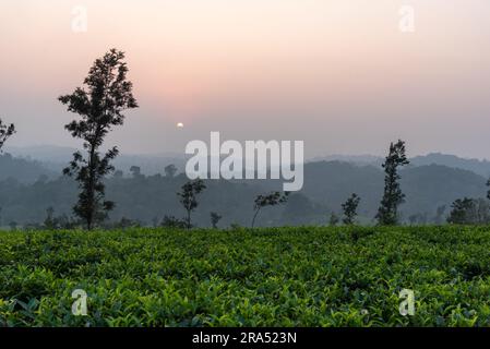 Beautiful tea estate Coorg India Stock Photo - Alamy