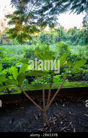 Road side plantation of Magnolia champaca commonly known as champa tree ...