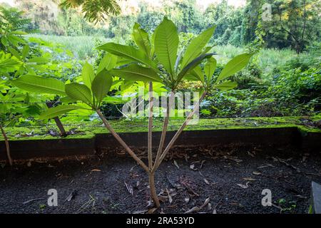 Road side plantation of Magnolia champaca commonly known as champa tree ...
