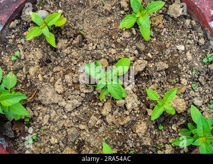 Closeup shot of a basil plant in a flowerpot, and dry pasta on a wooden ...