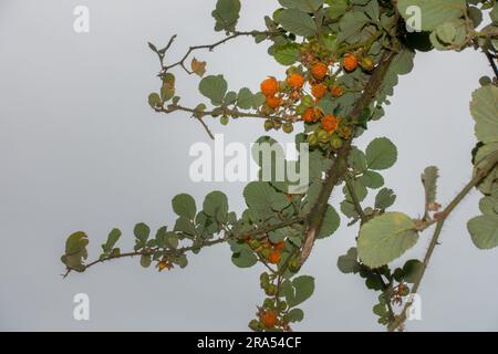 Rubus ellipticus, commonly known as golden Himalayan raspberry, or ...