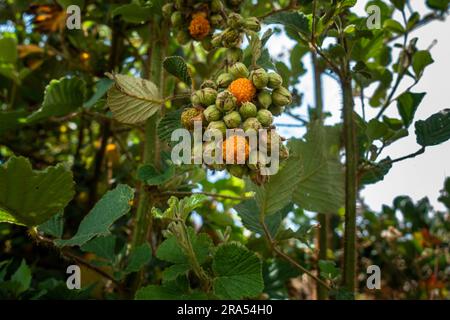 Yellow Himalayan raspberry (Rubus ellipticus), invasive species, Big ...