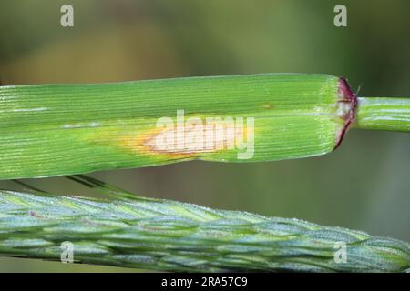 Leaf spot of rye, septoria leaf blotch, speckled leaf blotch of rye ...