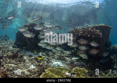 School of Vermiculated Rabbitfish, Siganus vermiculatus, Sawanderek ...