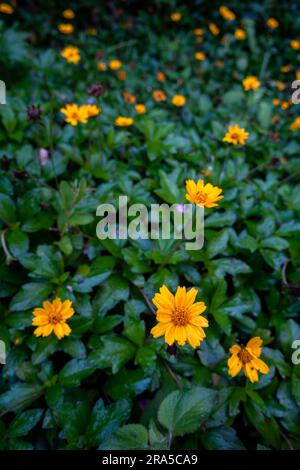 Cinematic slow motion video of wedelia, commonly known as creeping ...