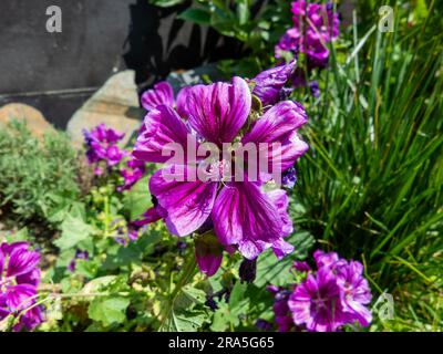 Blooming malva flowers in the garden. Nature background Stock Photo - Alamy
