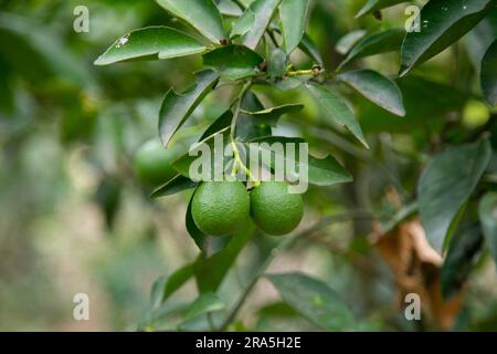 Organic lime plantation in the Peruvian jungle Stock Photo - Alamy