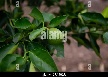 Organic lime plantation in the Peruvian jungle Stock Photo - Alamy