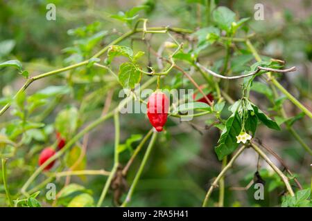 The Rocoto Red is the famous Black Seed Pepper of the Andes. It is a ...
