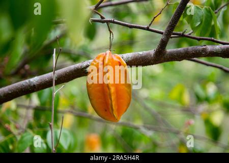 Asterisa or star fruit is the fruit of the averrhoa carambola tree ...