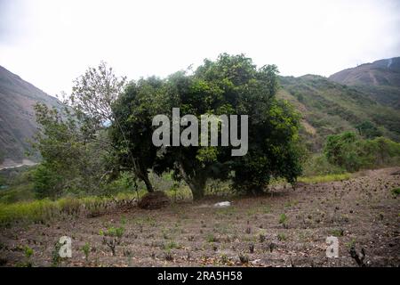 Organic mango plantation in the Peruvian jungle Stock Photo - Alamy
