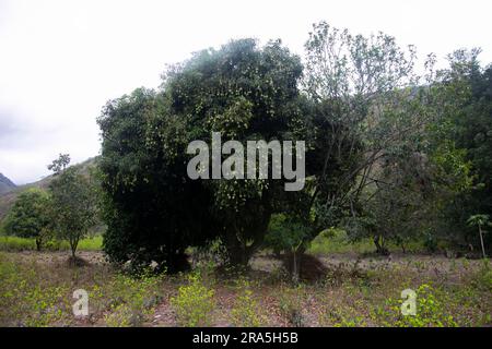 Organic mango plantation in the Peruvian jungle Stock Photo - Alamy