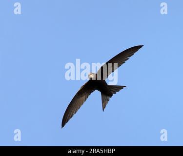 A flying common swift under blue sky Stock Photo - Alamy