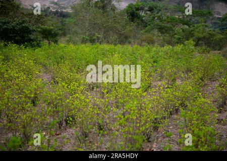 Organic plantation of coca plants in the Peruvian jungle. Farmer ...