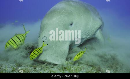 Sea Cow (Dugong dugon) eating algae on seagrass meadow. Dugong ...