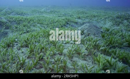 Smooth ribbon seagrass (Cymodocea rotundata), seabed covered with green ...