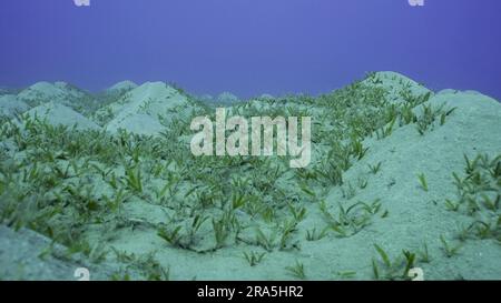 Seagrass bed on hilly sand bottom. Seabed sandy hills covered with ...