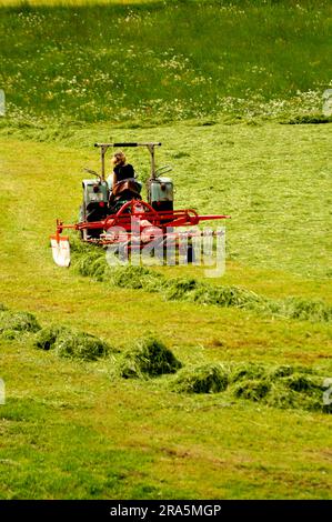 Tractor turning hay, Oberstdorf, Allgaeu, Bavaria, tractor, hay harvest ...