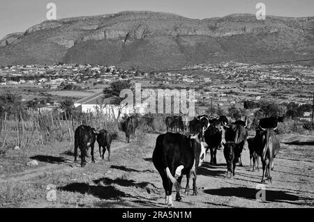 Slice of life in the rural villages of Ga-Chuene and Ga-Maja in Limpopo ...