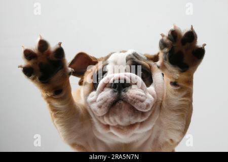 English Bulldog, puppy, 10 weeks, detachable Stock Photo - Alamy