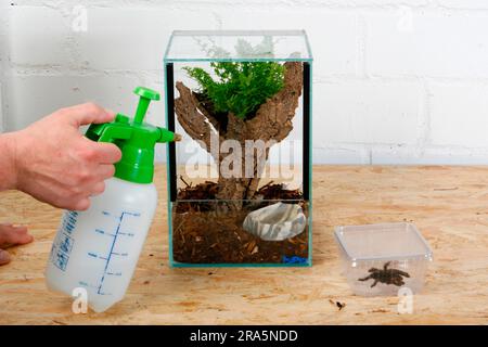 Terrarium for tarantula is set up Stock Photo - Alamy