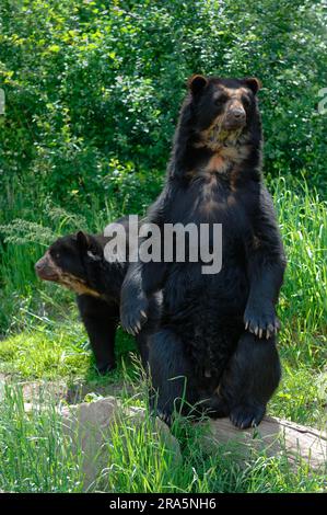 SPECTACLED BEAR tremarctos ornatus, PAIR STANDING ON HIND LEGS, THREAT ...
