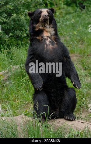 Spectacled bear (Tremarctos ornatus), male Stock Photo - Alamy