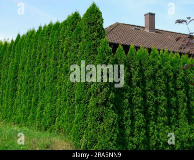 Hedge, Thuja occidentalis (Thuja occidentalis) Columna, arborvitae ...